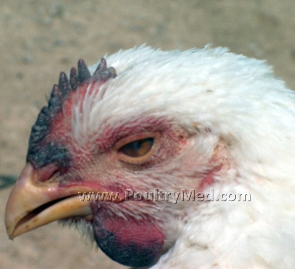 Avian Influenza Viral Diseases Pathology Atlases Poultrymed